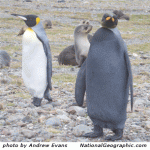 Have you seen the rare all black penguin pictures and video? - Nothing ...